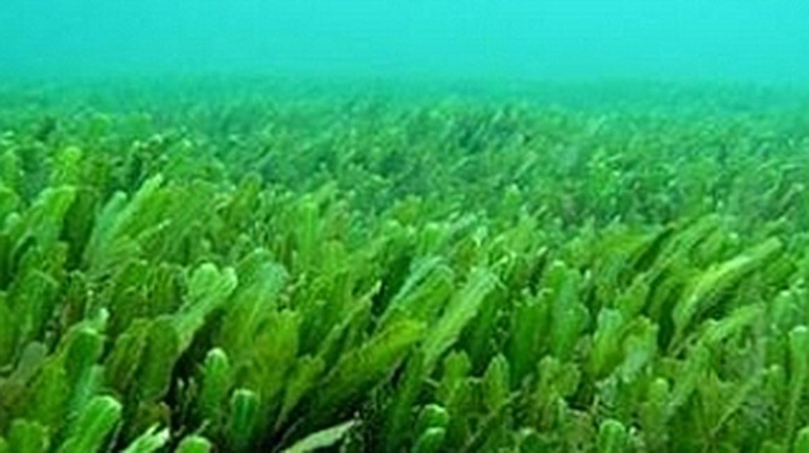 Alge novo biogorivo za letala - RTVSLO.si