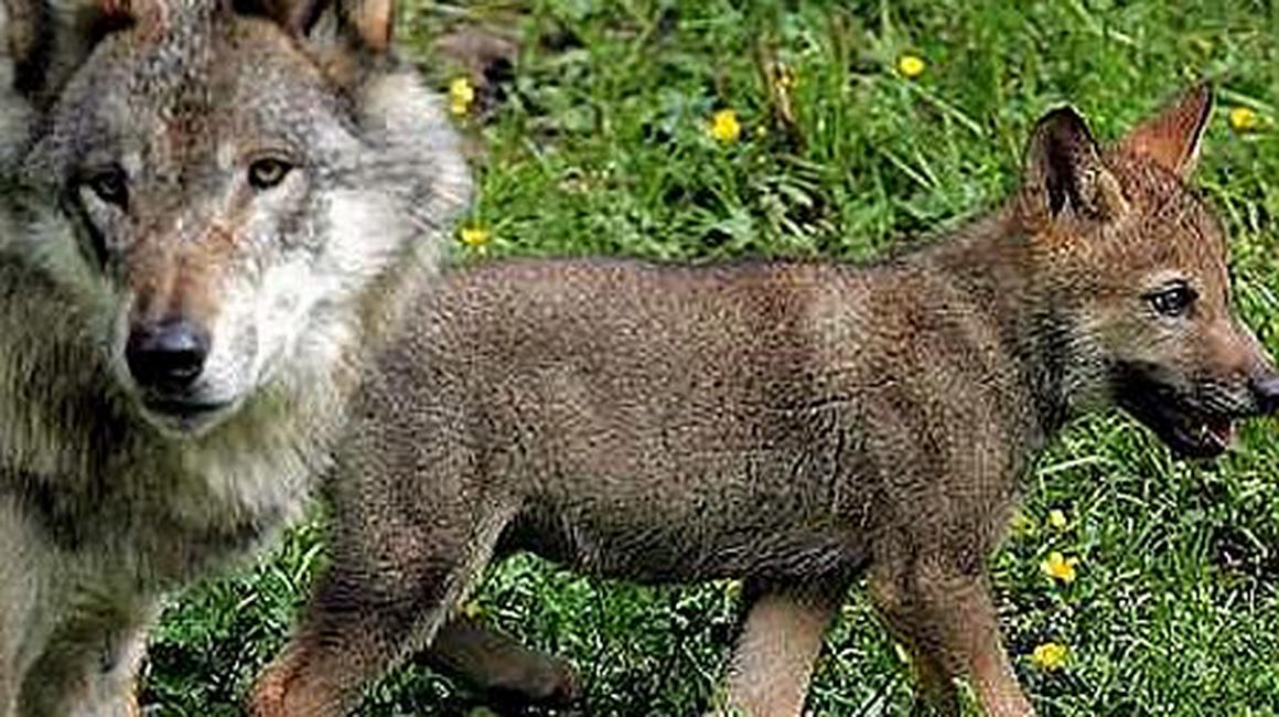 Volk se je ustalil na Pokljuki - RTVSLO.si