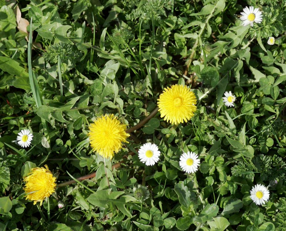 Bansi - Zdravilne rastline