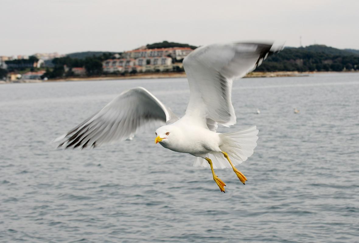 Bansi - Živali poletja: Galeb