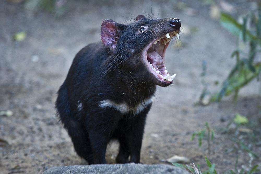 Bansi - VIDEO: Kako se oglašajo tasmanski vragi?