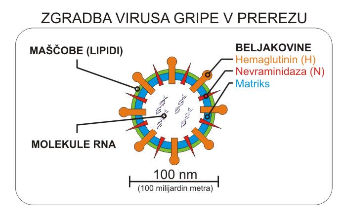 O pandemičnem potencialu virusa prašičje gripe A(H1N1) - RTVSLO.si