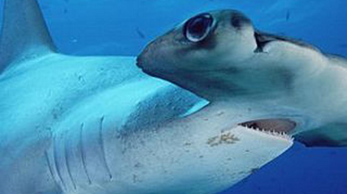 Ogroženih kar 64 vrst morskih psov - RTVSLO.si