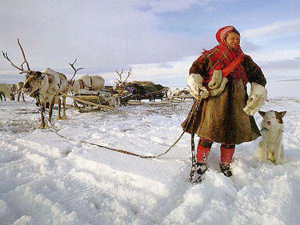 Laponci na udaru desničarskih politikov - RTVSLO.si