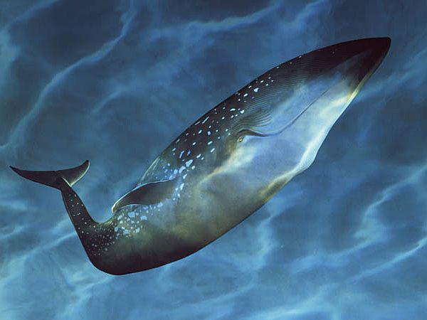 Foto: Veliko, velikansko, največje, 1. del :: Prvi interaktivni ...