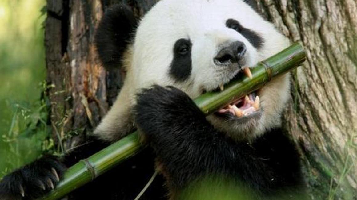 Se je veliki panda "odpovedal" mesu zaradi genske napake? - RTVSLO.si