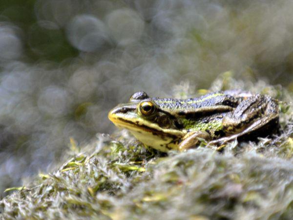 Raziskava: Številne vrste živali in rastlin se "krčijo" - RTVSLO.si
