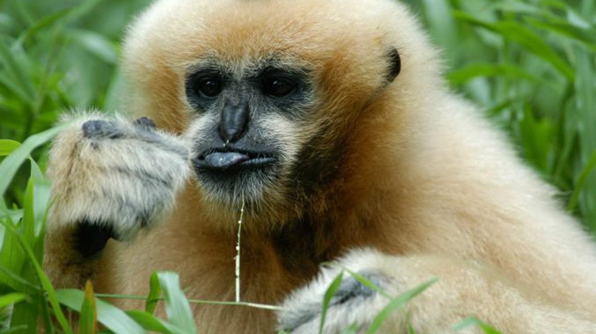 Tudi giboni se med seboj ločijo po narečjih - RTVSLO.si