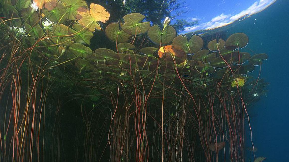 Lahko si ogledate liste lokvanja, ki nosijo kar 40 kilogramov - RTVSLO.si