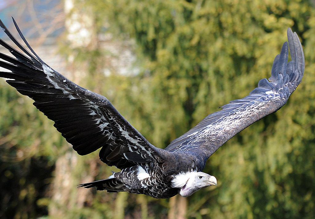 Skrivnostni jastreb - izraelski tajni agent ali čisto navaden ptič ...