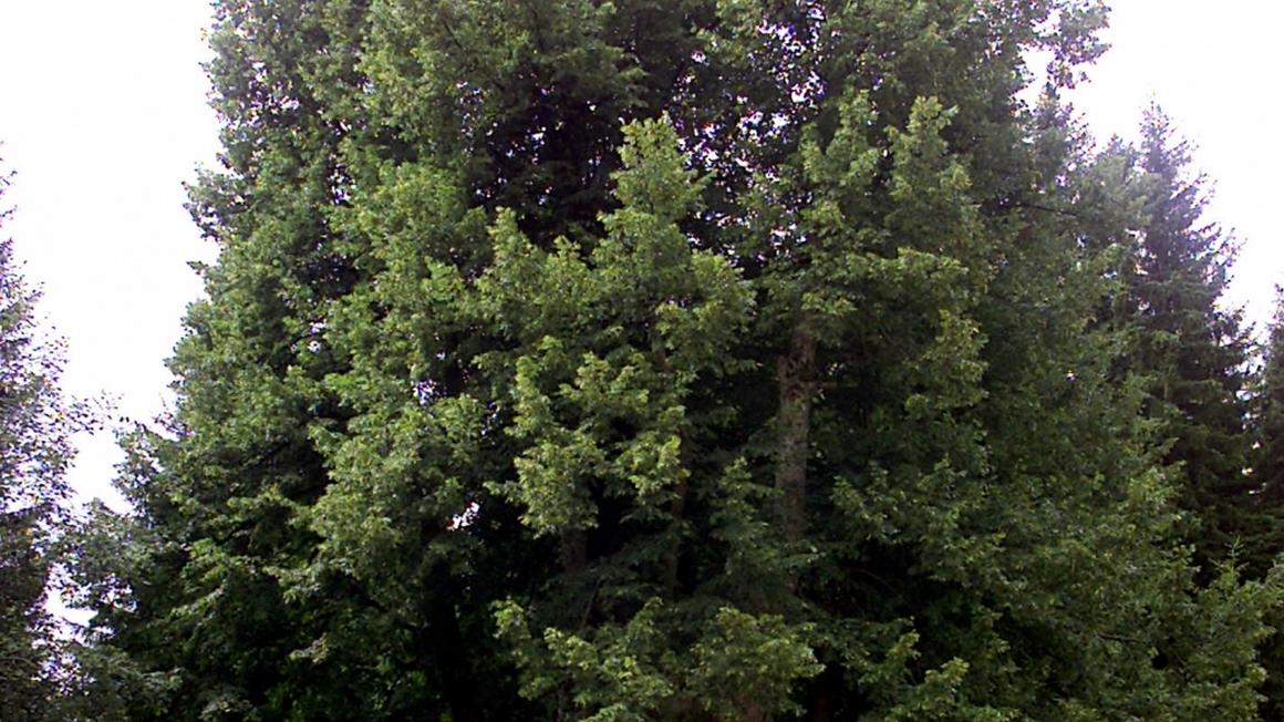 An ancient linden tree still brings people together - RTVSLO.si