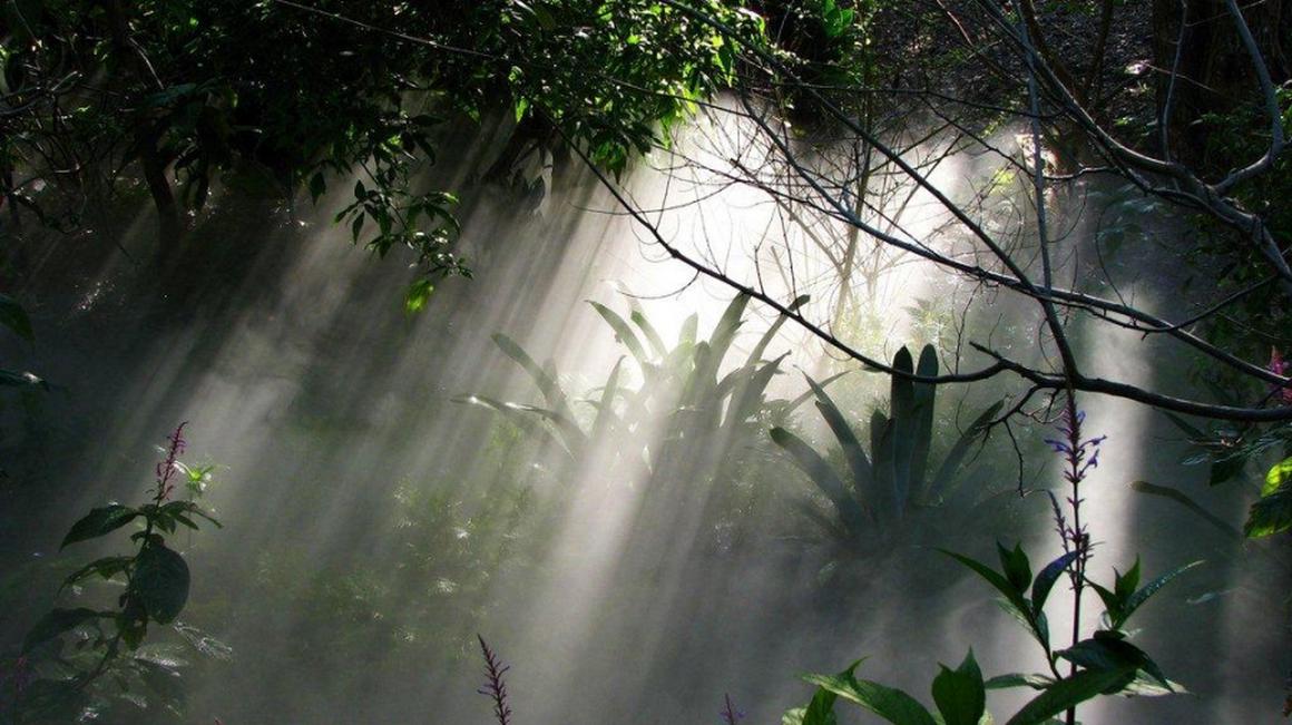 Amazonija: oslabljena pljuča planeta - RTVSLO.si