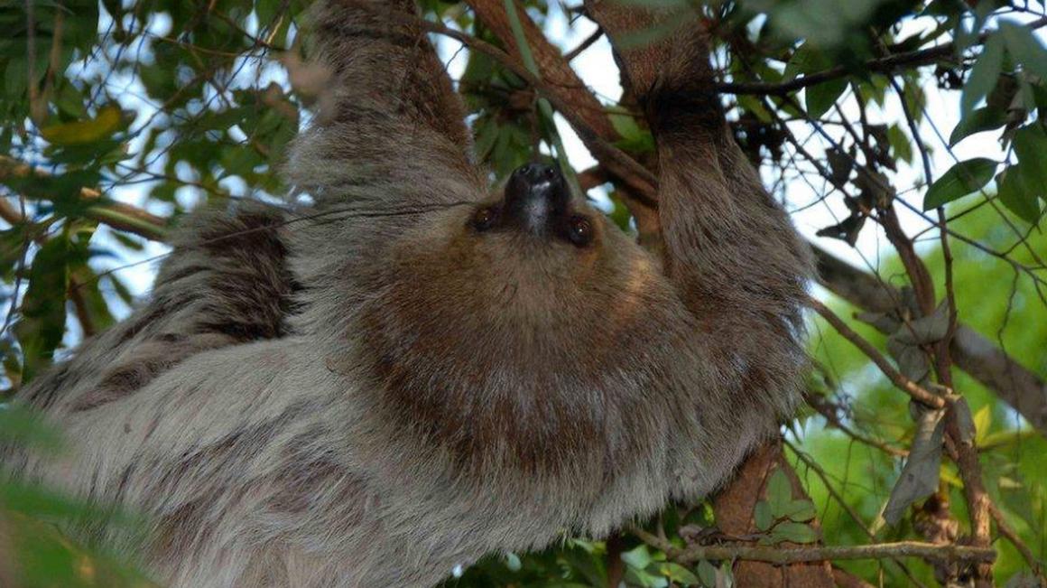 Amazonija: oslabljena pljuča planeta - RTVSLO.si