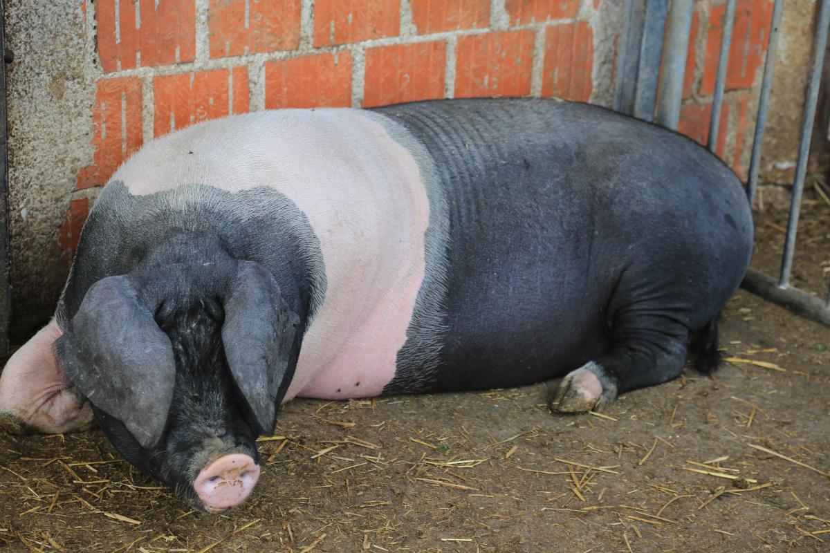 Krškopoljski prašič - edina slovenska avtohtona pasma :: Prvi ...