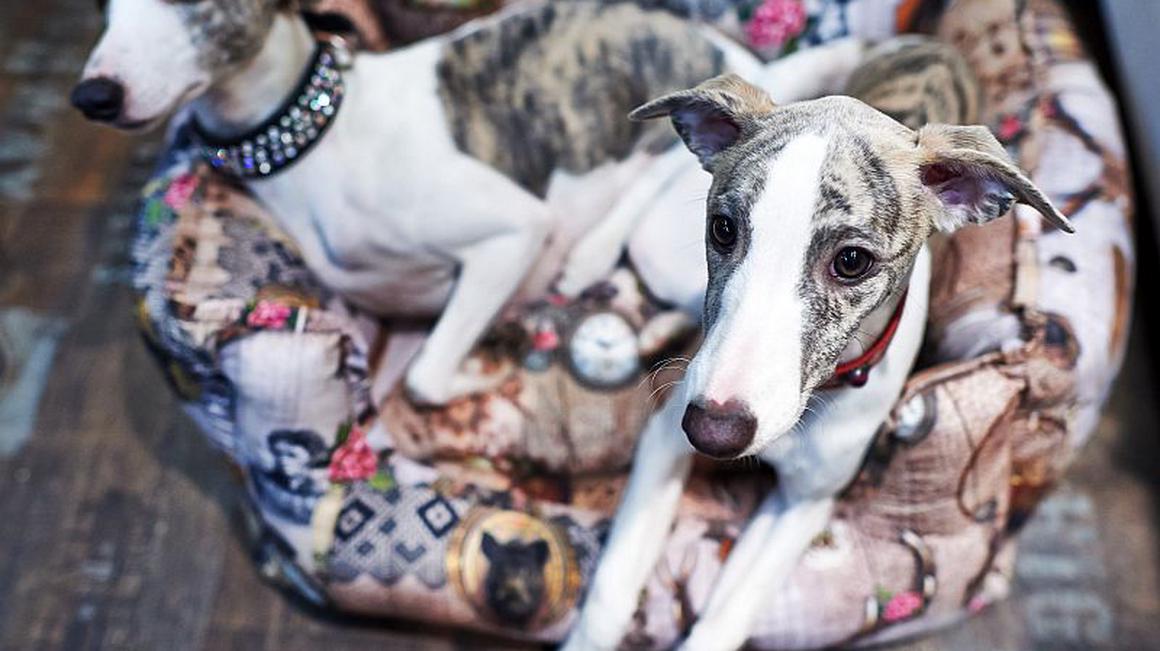 Mali angleški hrt - družaben pes z neverjetno hitrostjo - RTVSLO.si