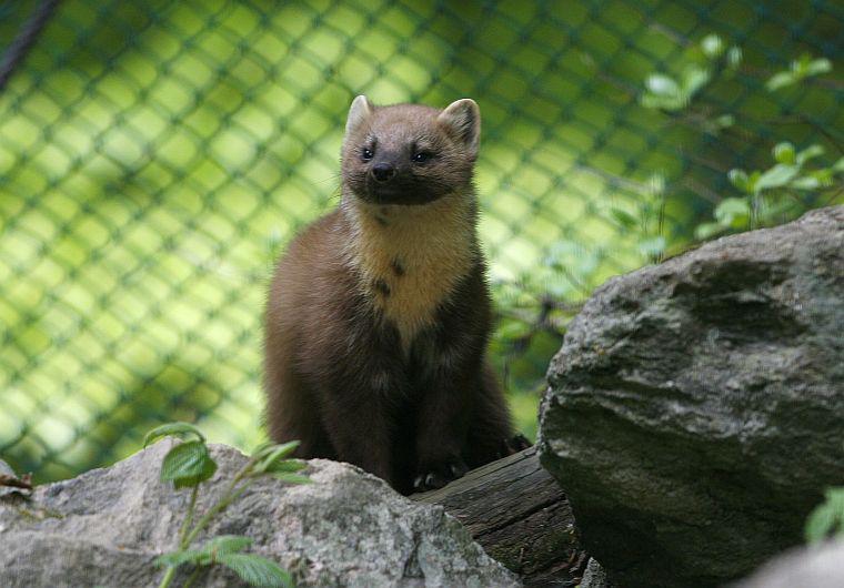 Kuna (Mustelidae)