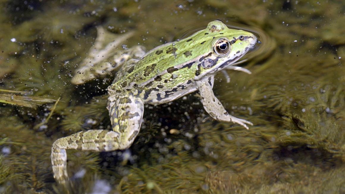 Kam izginejo žabe jeseni? Umaknejo se in hibernirajo. - RTVSLO.si