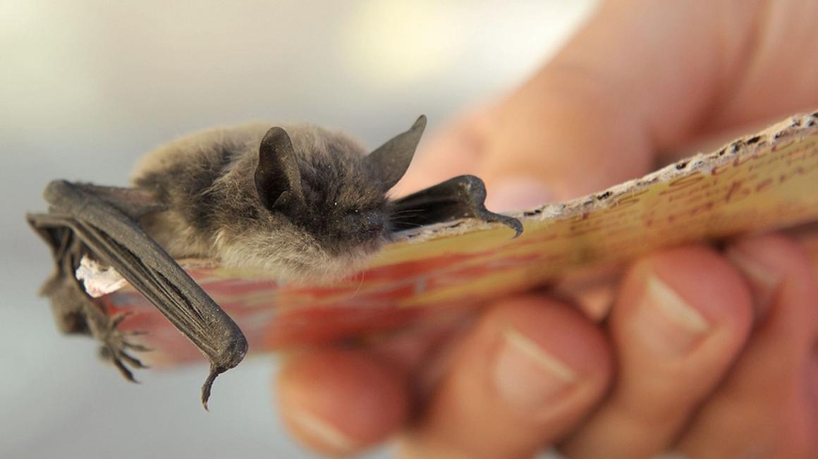Netopirji ljudem niso nevarni - RTVSLO.si