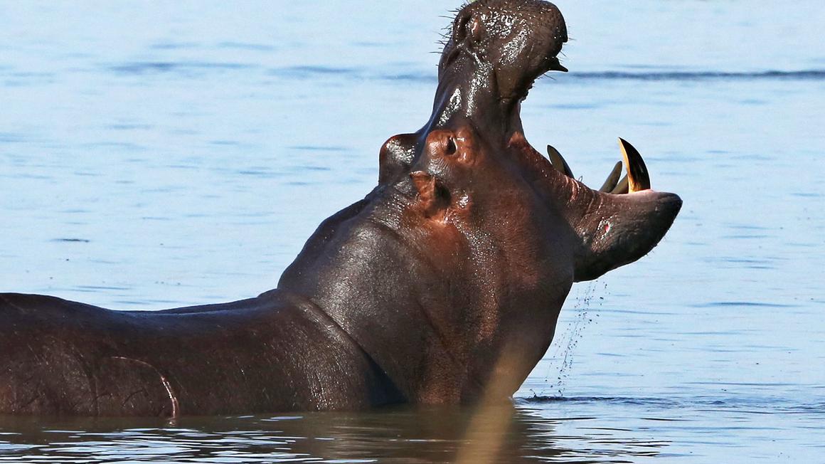 Zapuščina najslavnejšega narkokralja - povodni konji divjajo po ...