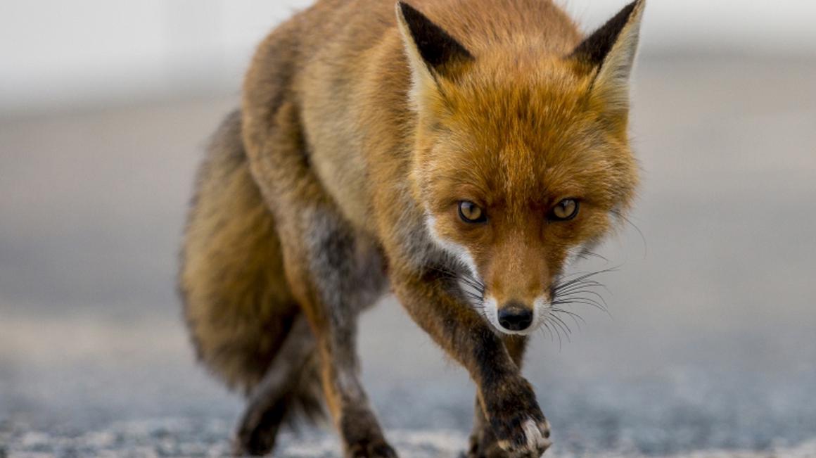 V povprečju odvržejo do 26 vab za lisice na kvadratni kilometer - RTVSLO.si