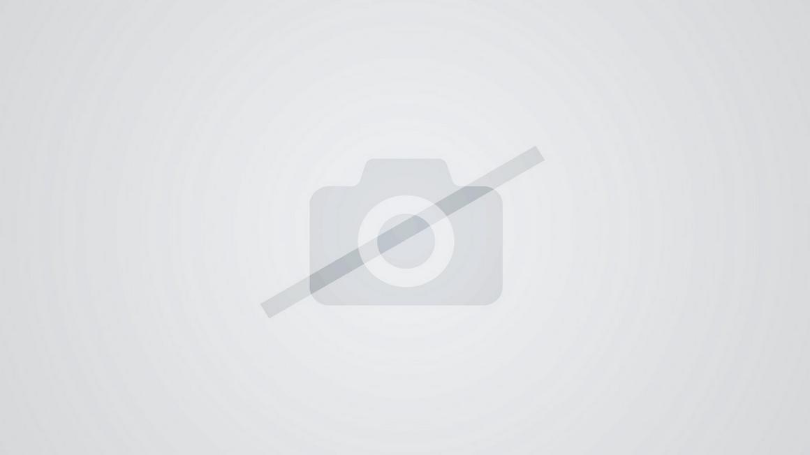 Pogrešana žival: pes pasme nemški lovski terier (Trbovlje) - RTVSLO.si