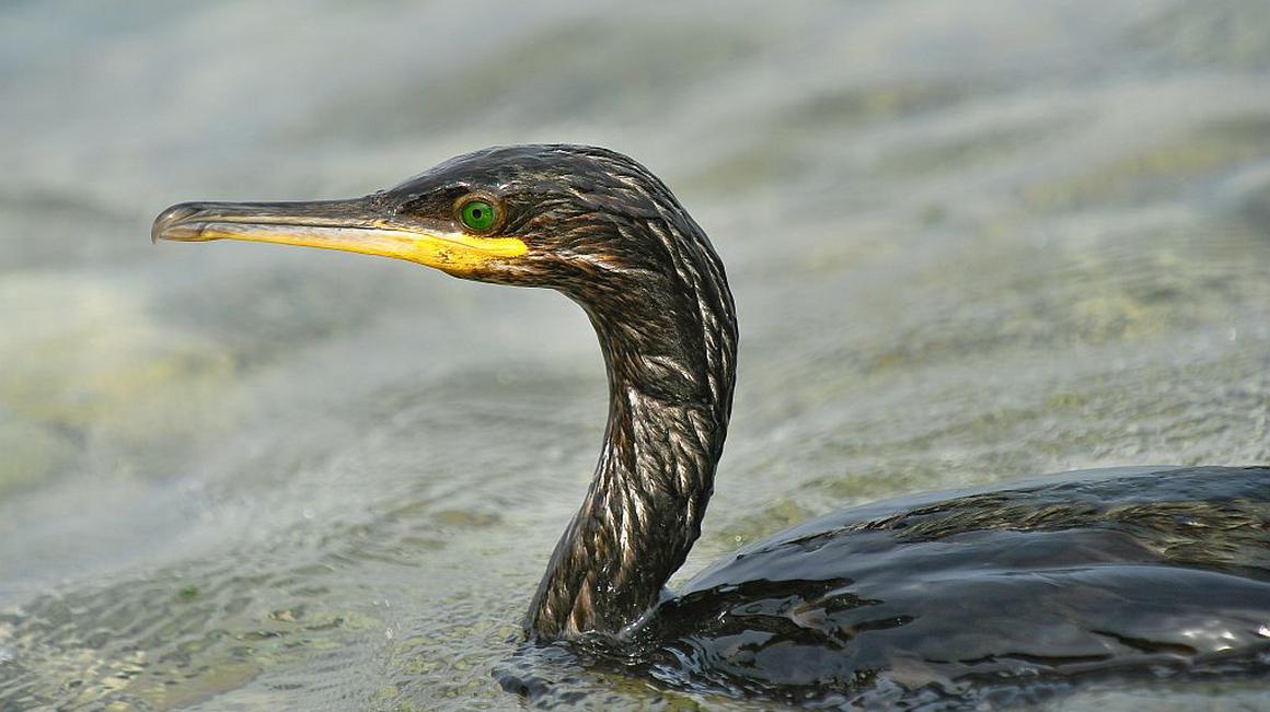 Požrešni kormorani pomorili vse majhne ribe, zdaj plenijo že večje ...