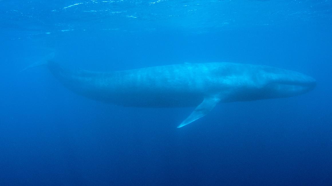 Blue Whale Challenge - Destruktivni trend med nesrečnimi mladostniki ...