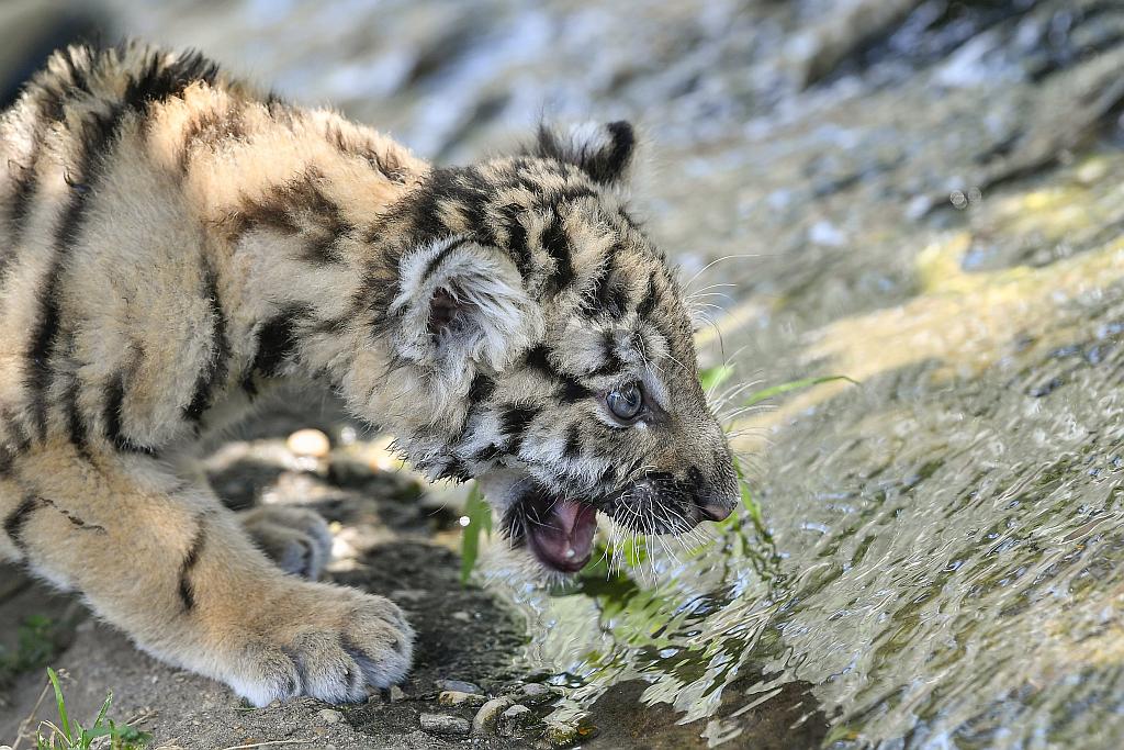 Foto: Redek, a neizmerno ljubek - mali sibirski tiger se predstavi ...
